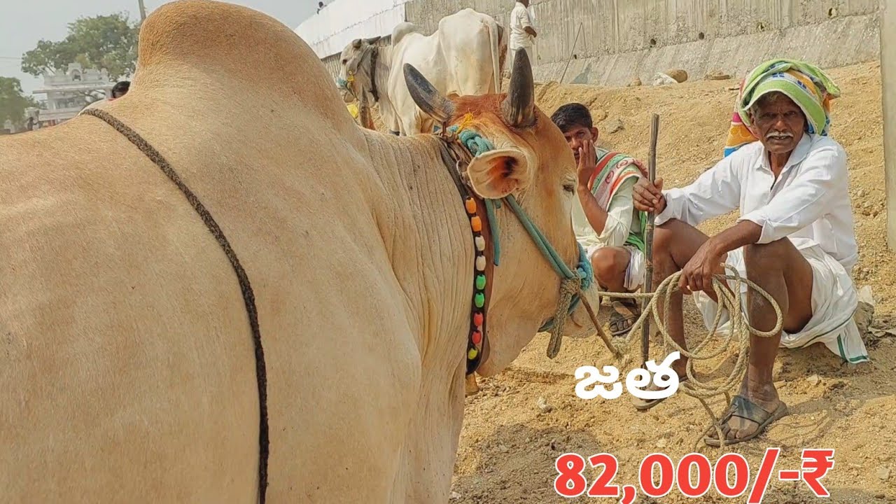 దేవరకద్ర సంతలో అందమైన గోధుమ పుల్ల ఎద్దుల రేటెంతో చూడండి | godhuma pulla ...