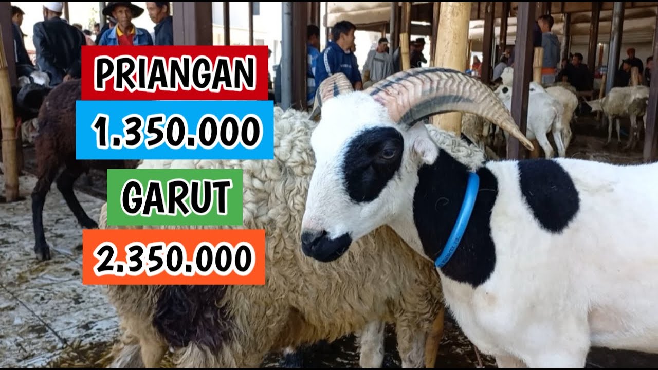 Harga Domba garut, Jajalon garut dan domba Aqiqah di Pasar domba ...