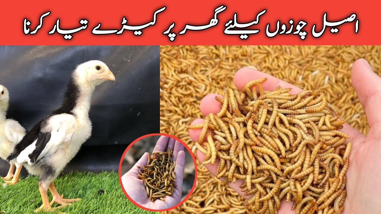 How To Raise Insects At Home || Live Food For Chicks And Chickens # ...