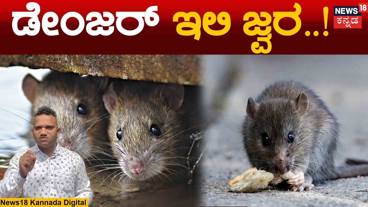 Rat Fever | ನಿರ್ಲಕ್ಷಿಸದಿರಿ ಇಲಿ ಜ್ವರ.. ಮುನ್ನೆಚರಿಕಾ ಕ್ರಮ ಏನು? | Karwar ...