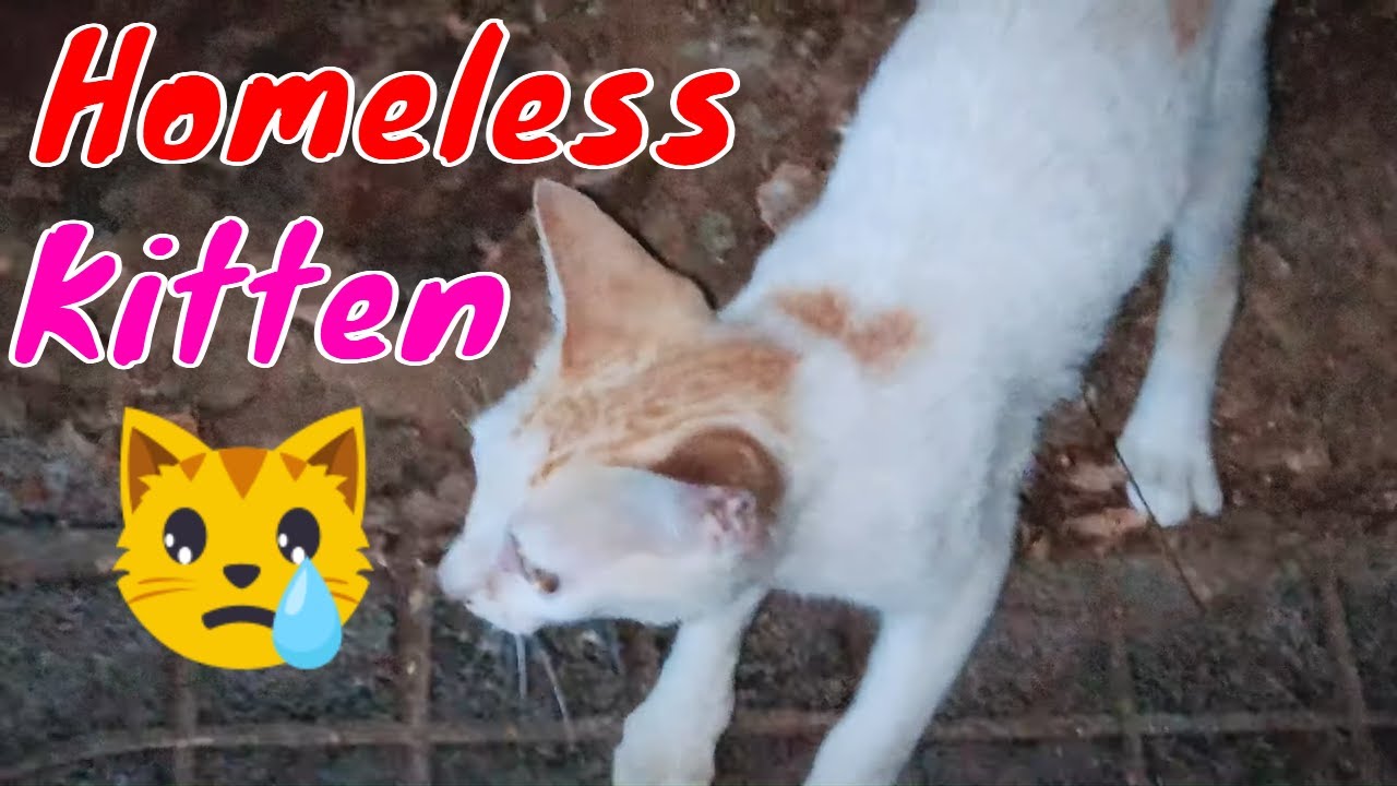 Homeless Cute Stray Kitten Finding A Person Raising Him | Viral Cat ...