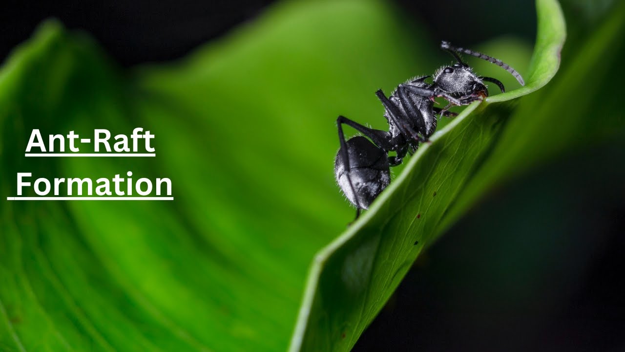 How to Find Ant Raft Formation - YouTube