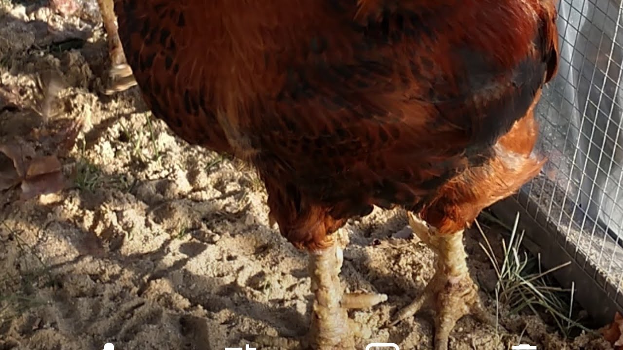 Scaley Leg Mites - YouTube