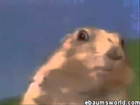 Serious Squirrel - YouTube