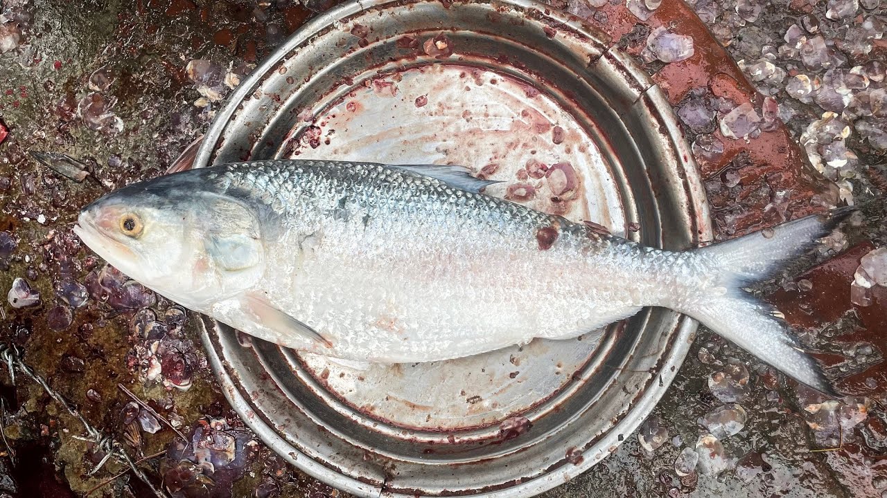 Amazing Ilish Fish with Egg cutting By Expert Fish Cutter ।। Ilish Fish ...