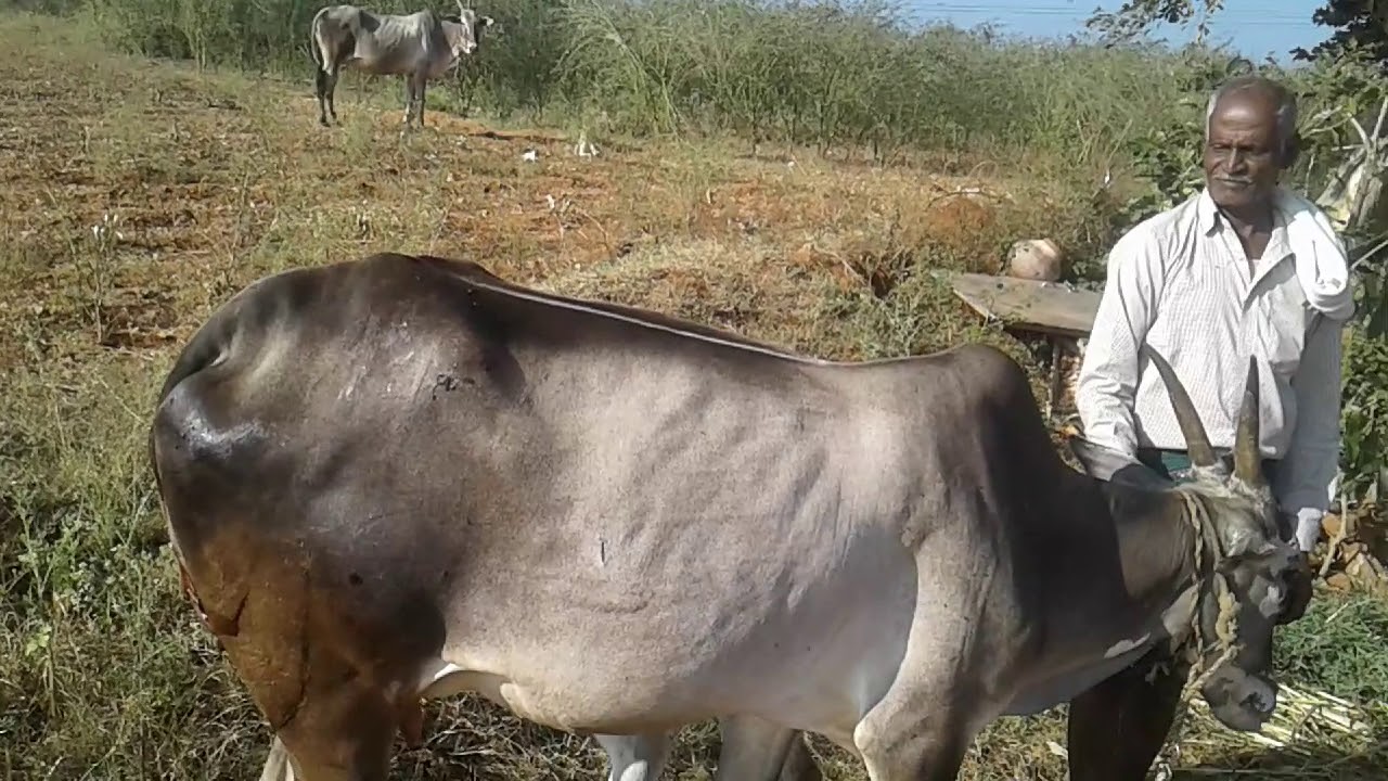 Beautiful Young Hallikar cow & calf in Kattenahalli, Kollalla Hobli ...