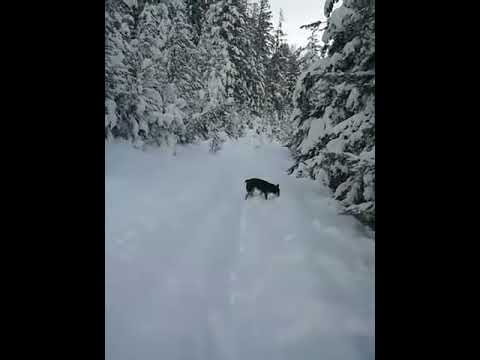 Skiing at Stemple Pass - YouTube