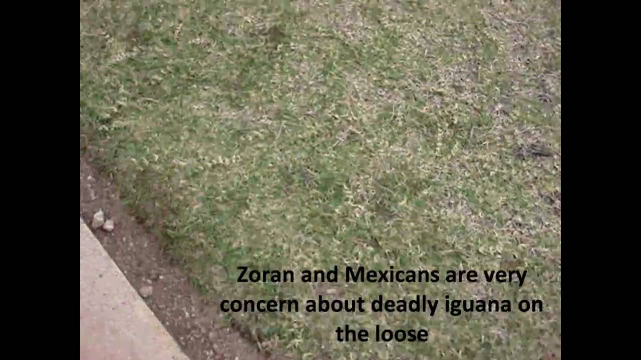 Iguana attack in Cancun - YouTube