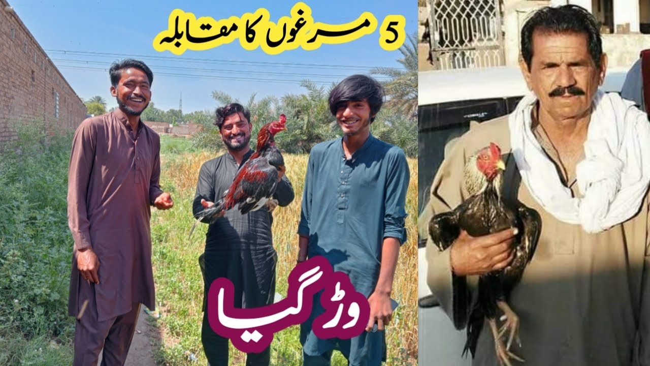 20 Lakh Murga Baazi Alam Sheri || Murga Baazi With Alam Sheri || Wajid ...