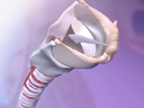 Function of the Epiglottis - YouTube