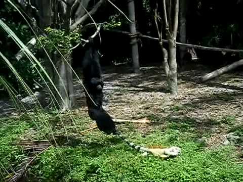 Monkey vs Iguana @ WPB Zoo, FL - YouTube