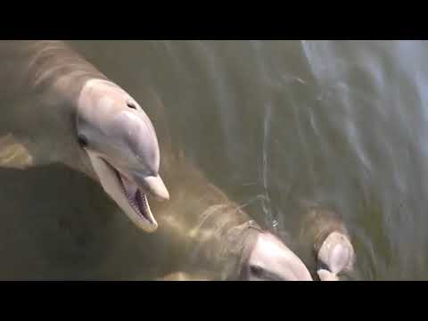 Suya düşen gözlüğümü  geri veren yunus  ❤️😍🐬YUNUSLAR🐬BAHAMALAR