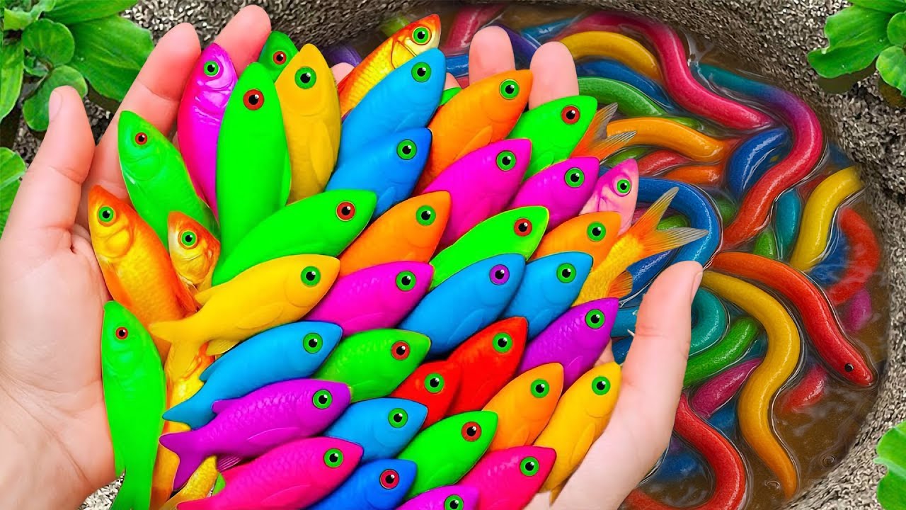Awesome Catch Colorful Aquarium Fish In Small Pond, Galaxy Guppy ...