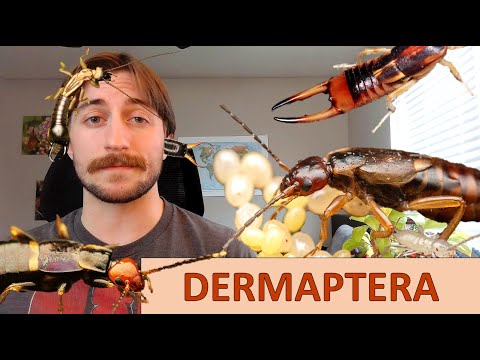 What Insects Are In Order Dermaptera
