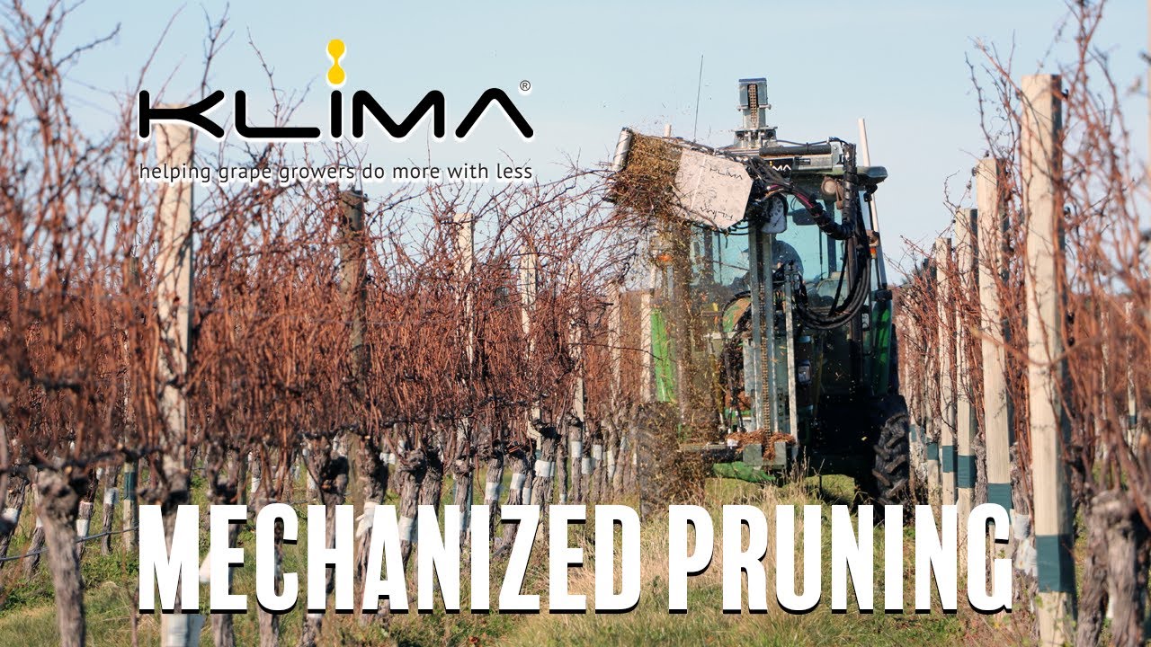 Mechanized Table Grape Pruning With the Klima pruner - YouTube