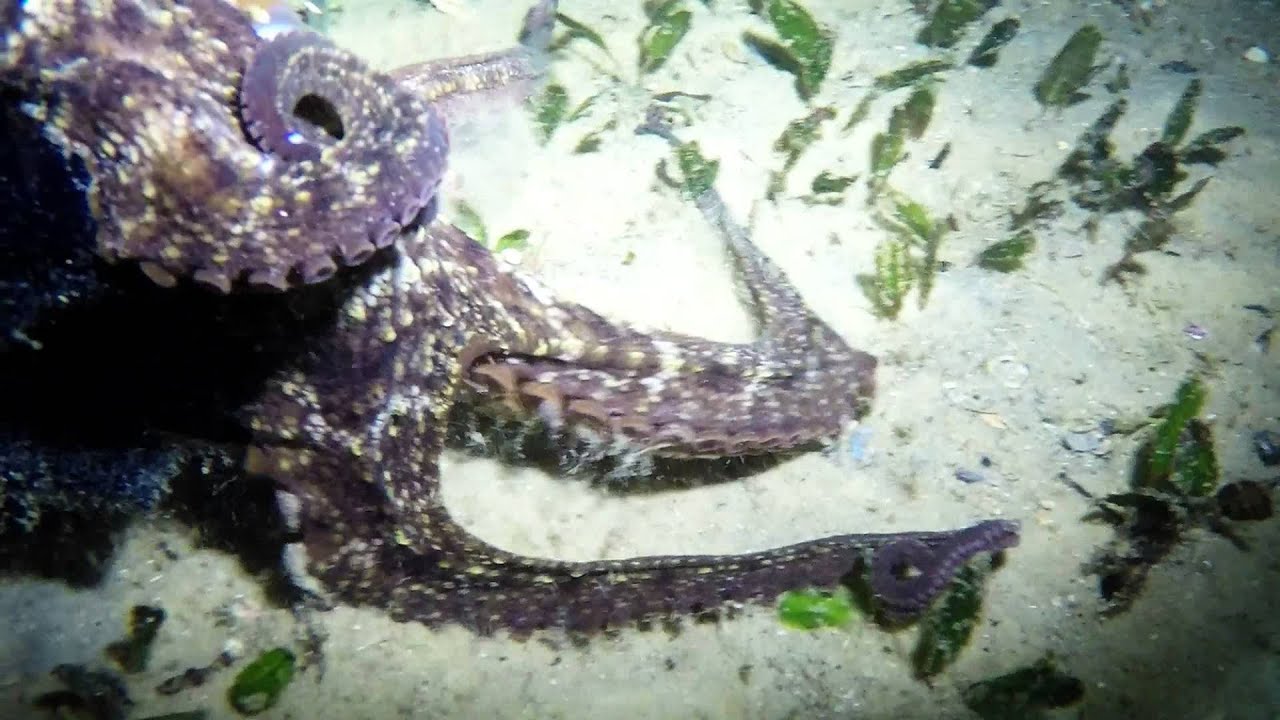 playing with a curious octopus - YouTube