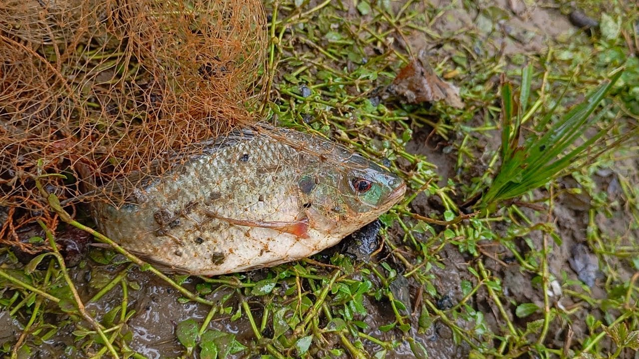 Never seen so many Tilapia fish before | Fishing video | Net fishing ...