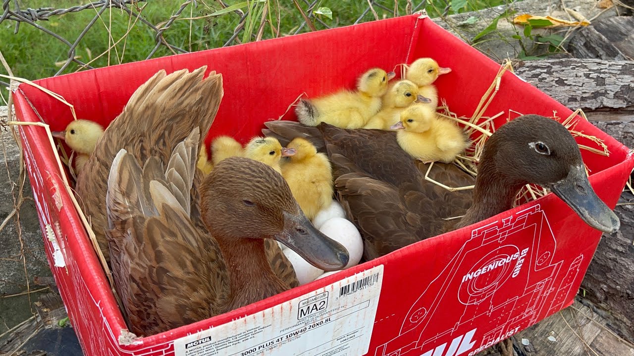 Amazing Pekin Duckling Hatching From Eggs - Cute Baby Duck - YouTube