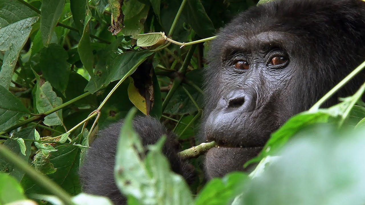 The Last Giants: Saving the Silverback Gorilla (4K Documentary) - YouTube