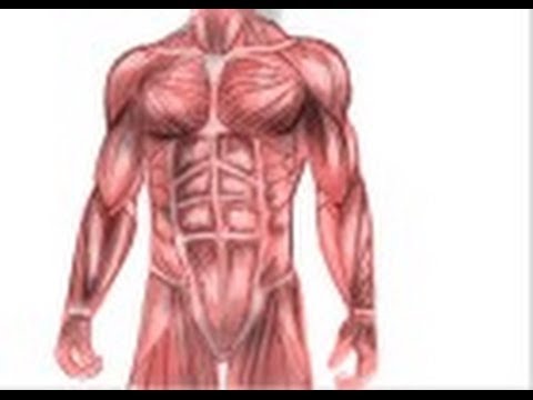 Muscular System Easy To Draw