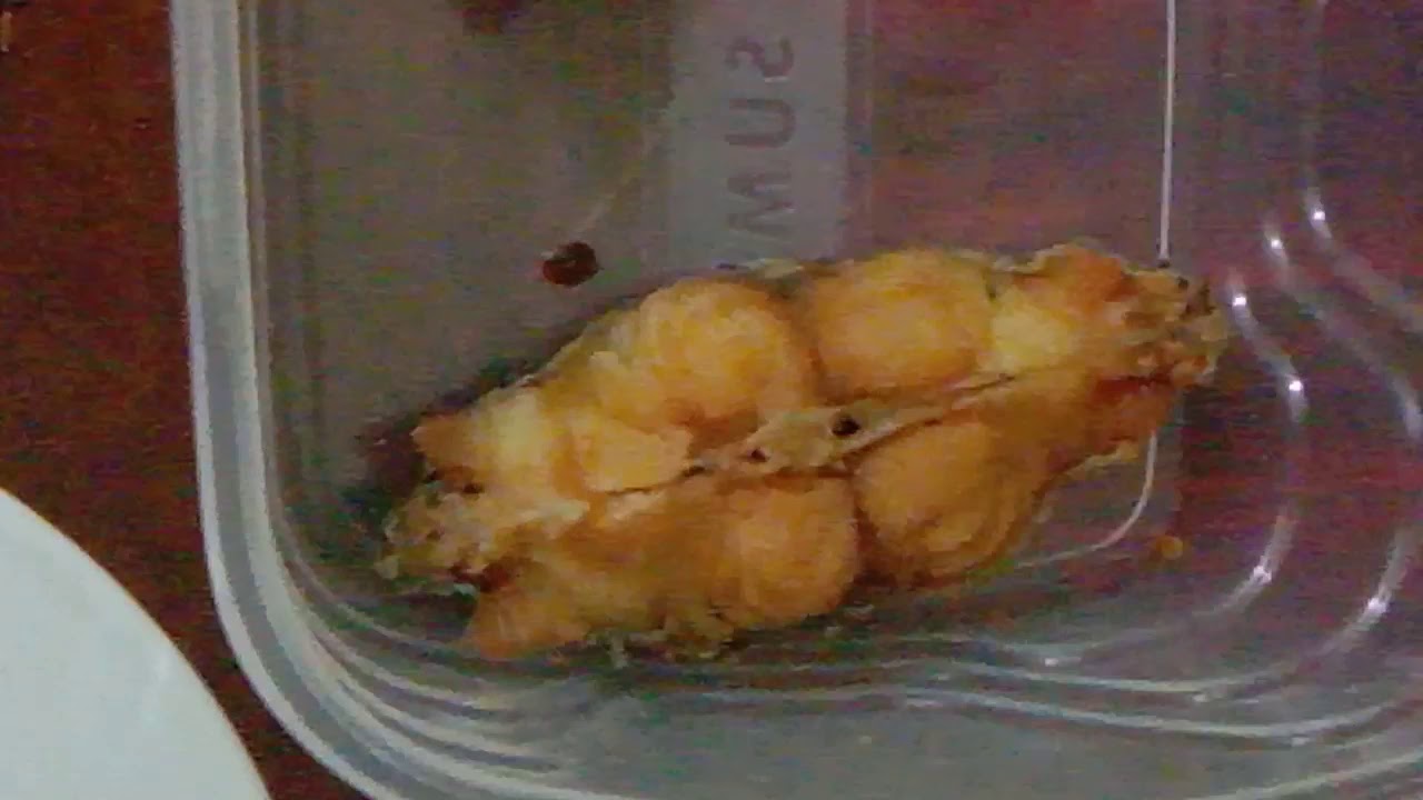 Fried fish with abs - YouTube