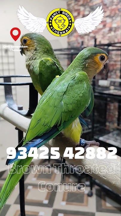 Tamed Brown Throated Conure Chicks in Fancy Birds Chennai Shop OMR karapakkam # ...