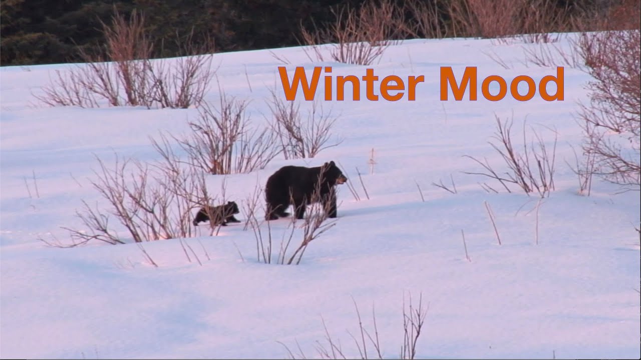 Winter Mood - YouTube