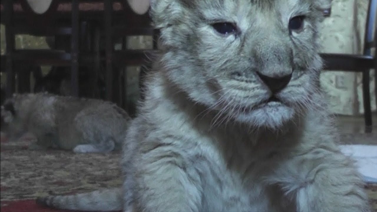 Cutest cubs ever: Three unusual grey lion cubs puzzle zookeepers in ...