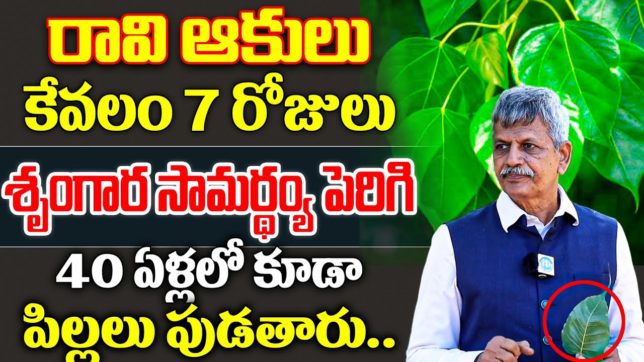 Anjaneya Raju | రావి ఆకులు ఇలా తిని చూడండి మగతనం పెరుగుతుంది| Raavi ...