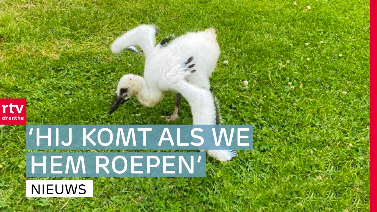 Ooievaar met de hand opgevoed door Gert en Suzanne | RTV Drenthe - YouTube