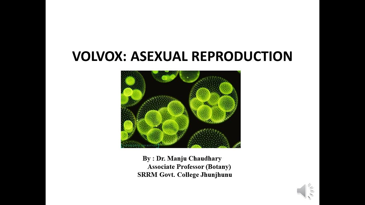 Volvox Asexual Reproduction// B.Sc. Pt. 1// Dr. Manju Chaudhary - YouTube