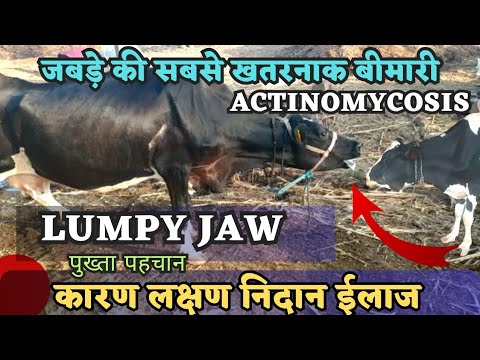जानलेवा जबड़े की सूजन LUMPY jaw disease in cattle treatment ...
