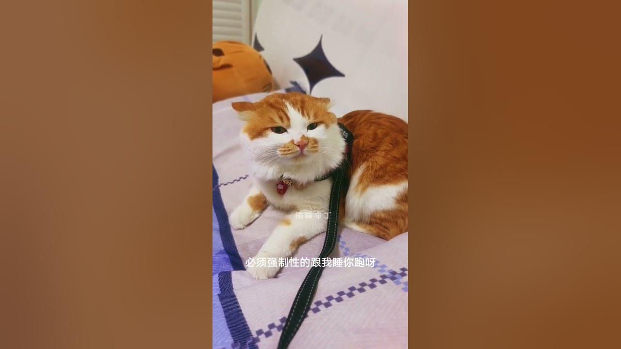 今天晚上搂着它睡啊！猫咪的不服全写在脸上 斤的猫斤的反骨 反骨猫 没有一口猫粮是白吃的 我和我的怨种猫咪 Youtube