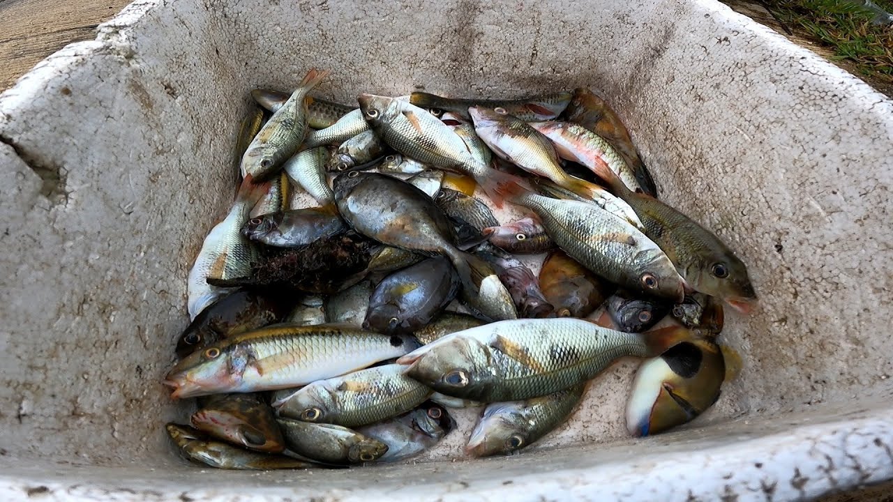 Ang daming katambak na nahuli, mahal na ito sa market lalo't maulan at ...