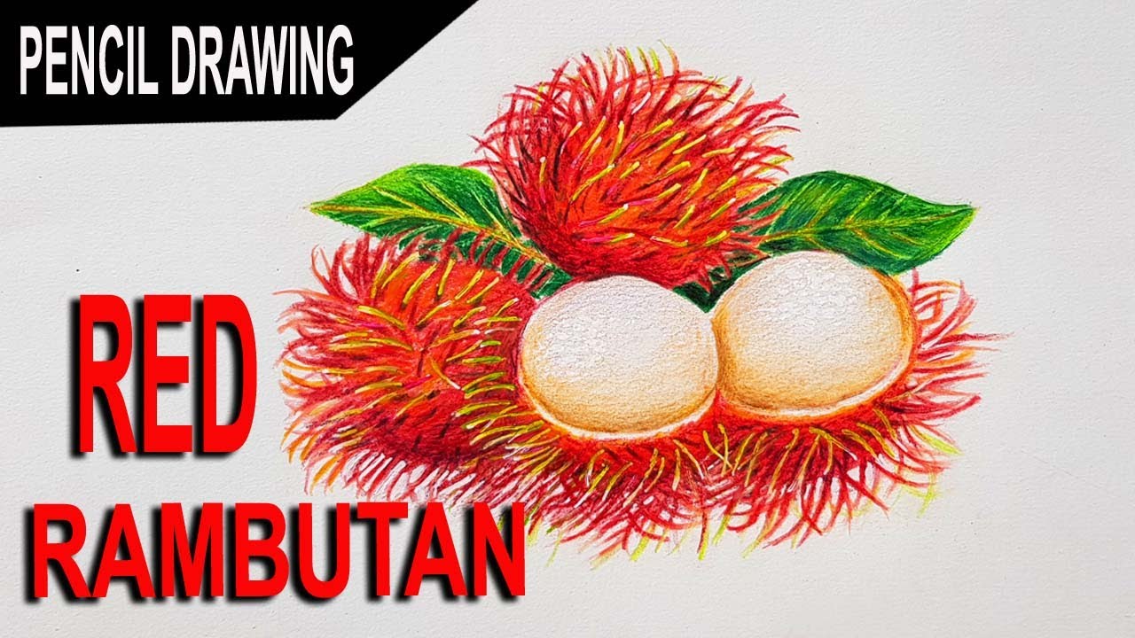 HOW TO DRAW FRESH RAMBUTAN - REALISTIC DRAWING PENCIL - YouTube
