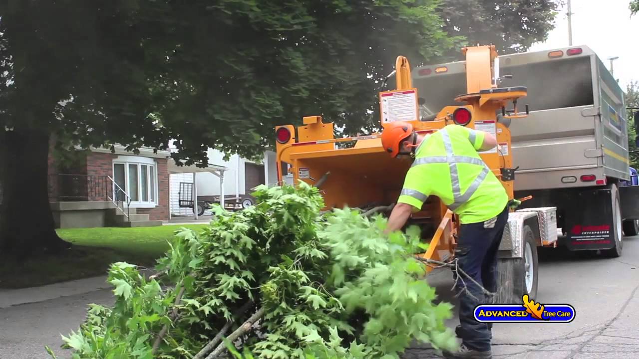 Advanced Tree Care - Urban Tree Care - YouTube