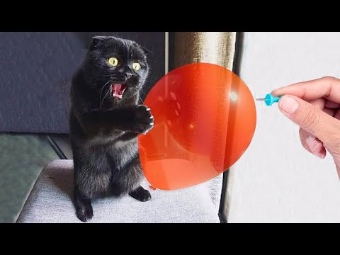 Intense Animals Funny Moments 😅 - Cats And Dogs Crazy Reaction 🤣 - YouTube