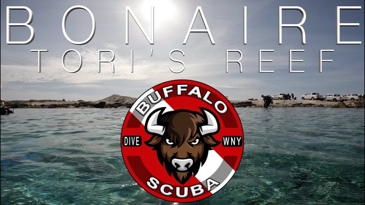 Buffalo Scuba - Tori's Reef - Scuba Dive Bonaire - YouTube
