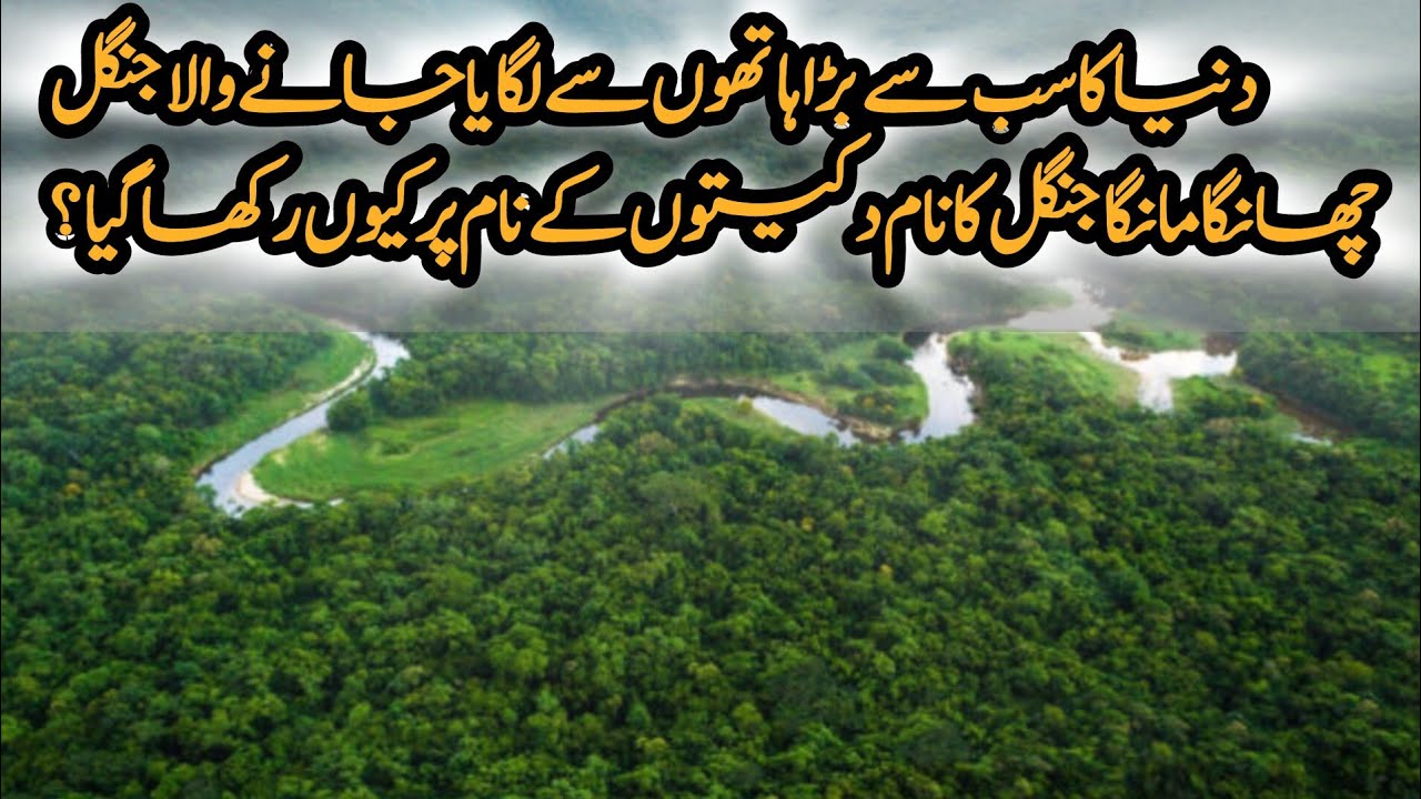 Changa Manga Forest | Historical Place in Pakistan| چھانگامانگا جنگل ...
