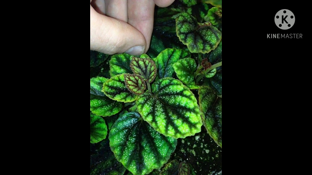 happy sunday , ibat ibang klase ng dahon ng gabi or taro leaves. - YouTube