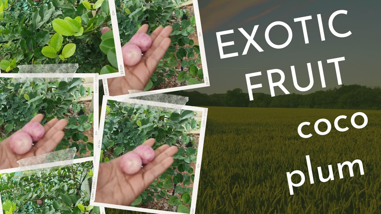 EXOTIC FRUIT 1 (COCO PLUM) - YouTube