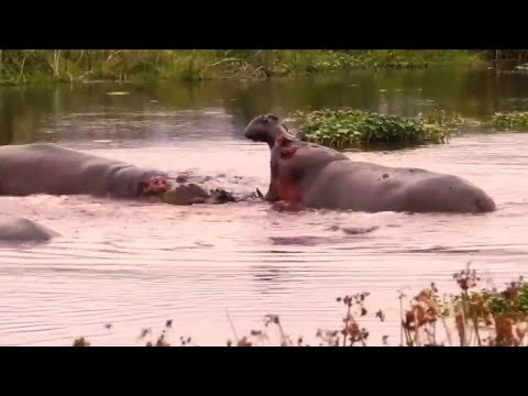Naughty Animals Caught in Action 😹🤣 | You've Never Seen Such Mischief ...