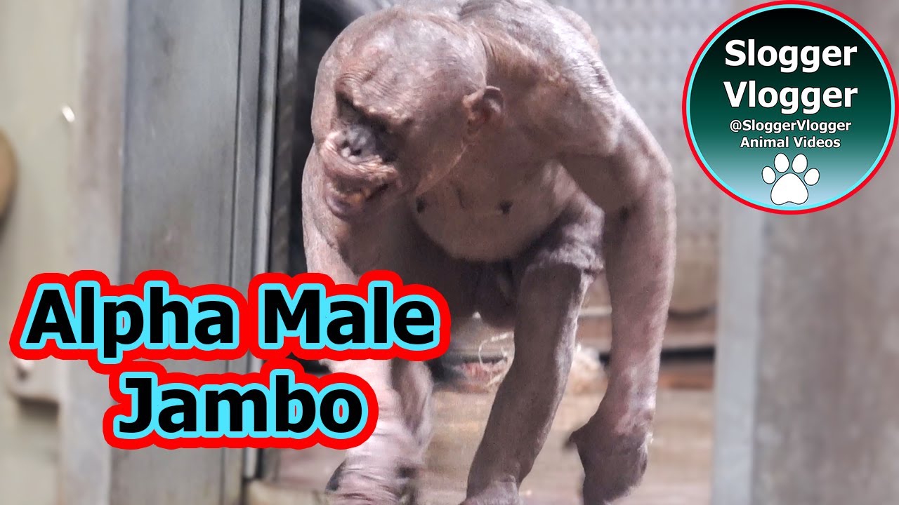 Chimpanzee Habitat Hairless Chimp Jambo And Kibali - YouTube