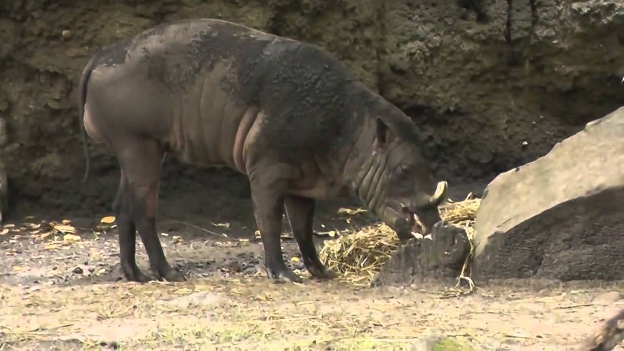 Babirusa (baburusas, pig-deer ) - YouTube
