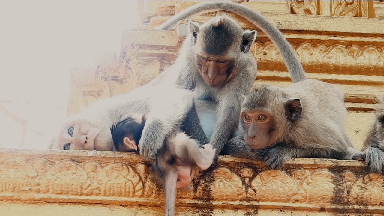 Baby monkey Falling down but sis RAINNIE trying to catching - YouTube