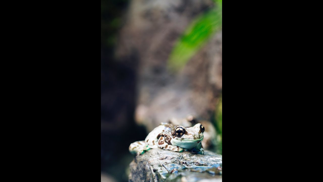 How To Care For A Gray Tree Frog - YouTube