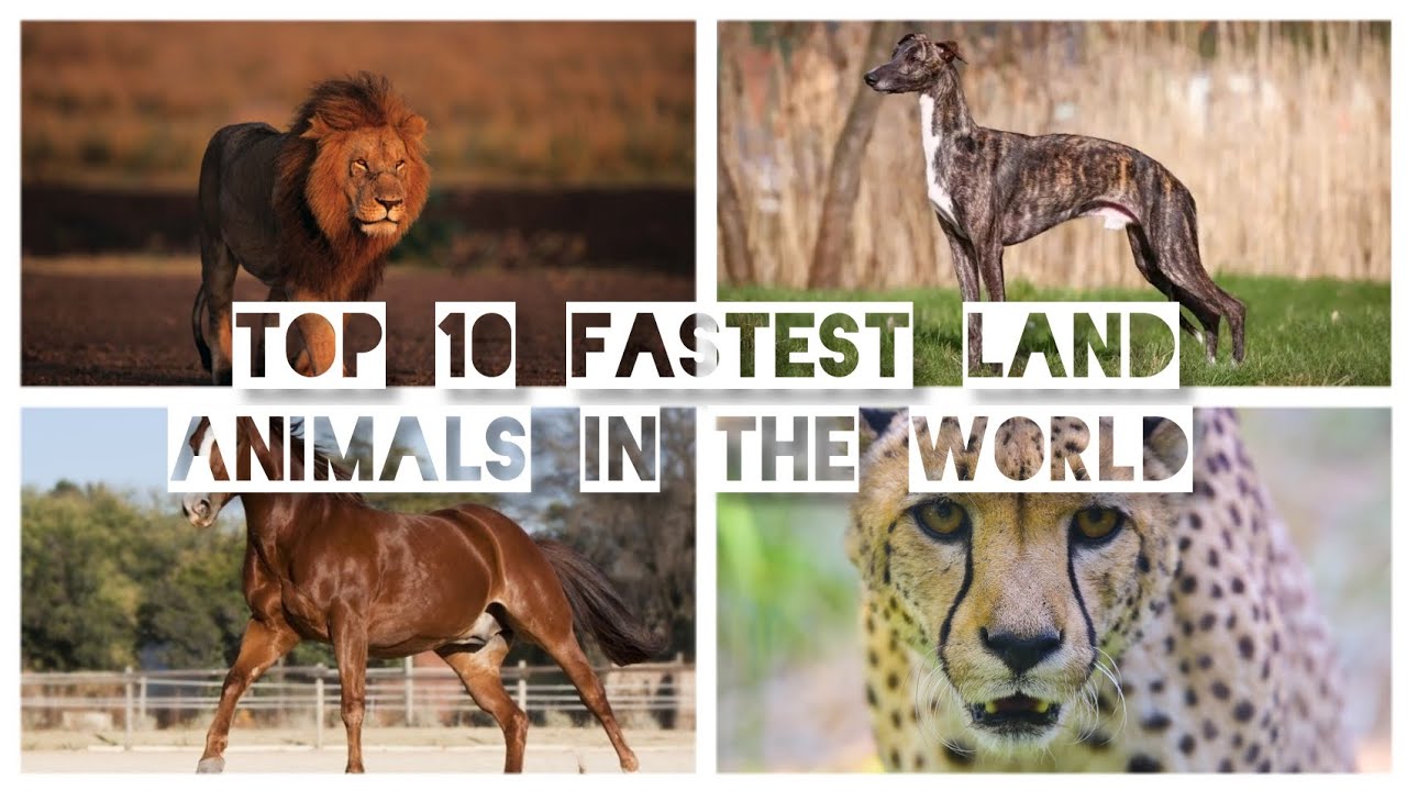Top 10 Fastest Land Animals In The World - YouTube
