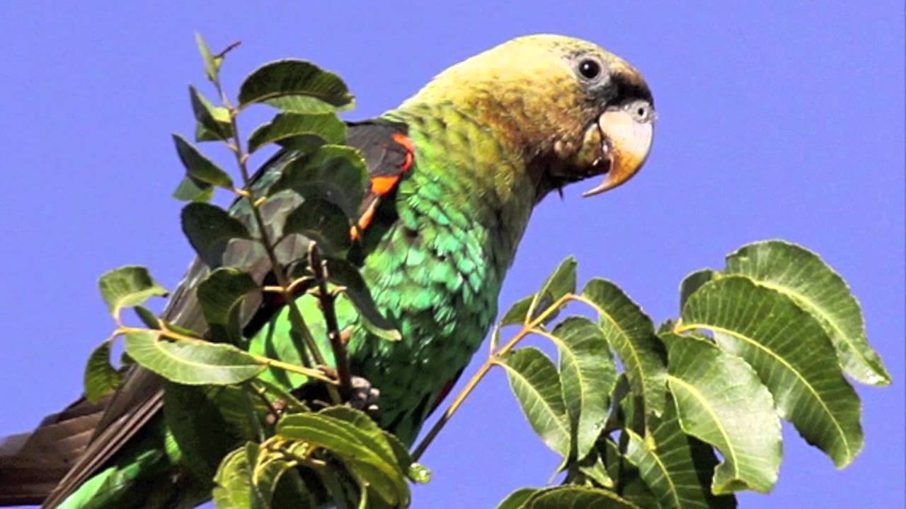SABC News broadcast on the Critically Endangered Cape Parrot - YouTube