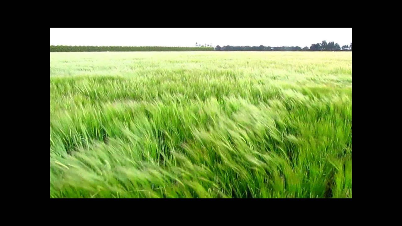 Barley dance - YouTube