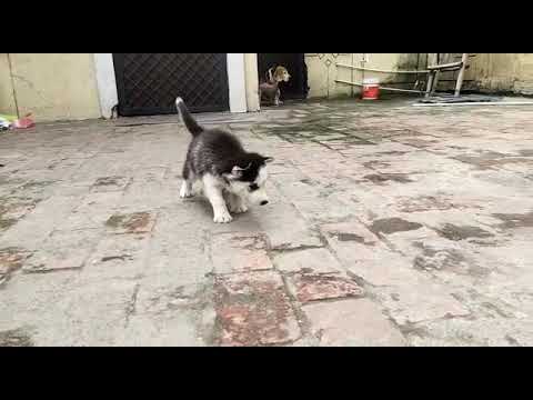 Heavy bone Siberian husky puppies available in Delhi Mumbai Bangalore ...